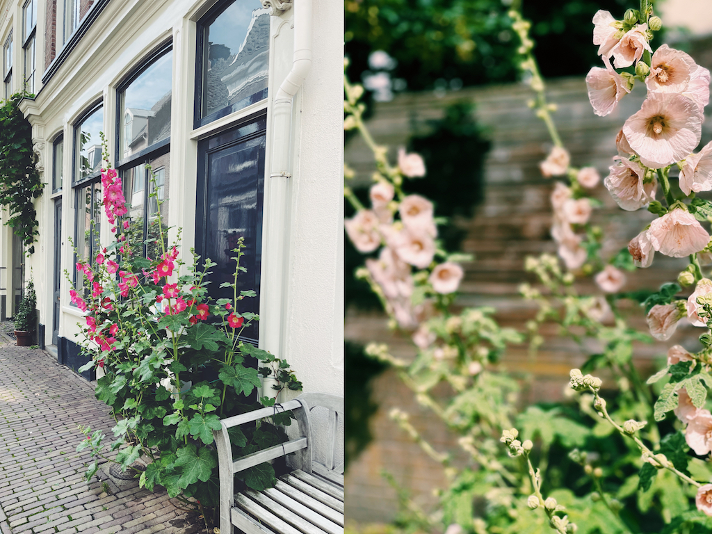 In juli en augustus stokrozen spotten in Utrecht - Flow Magazine