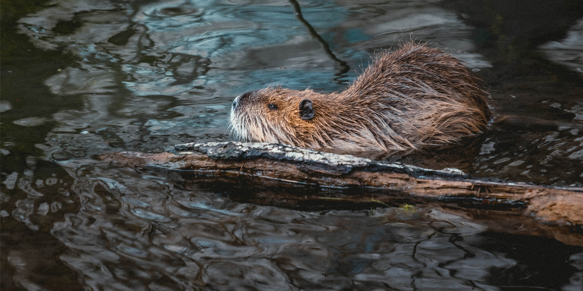 Goed nieuws: een bever is de nieuwe stadsbewoner van Rotterdam