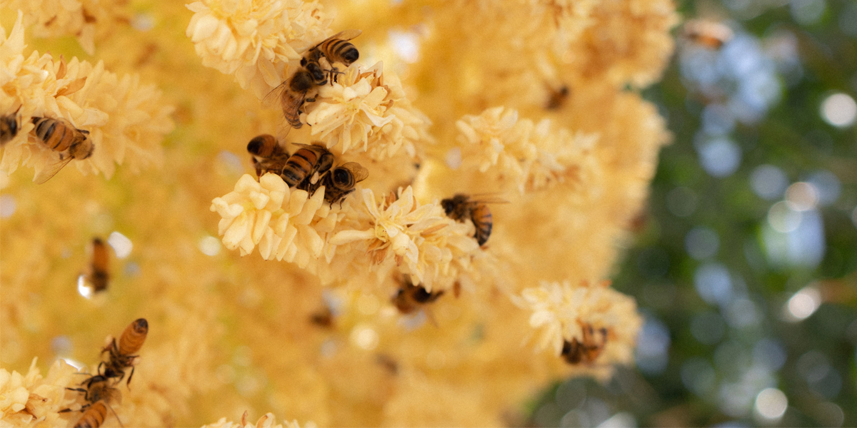 Goed nieuws: bijvriendelijke natuurgebieden trekken tientallen nieuwe ...