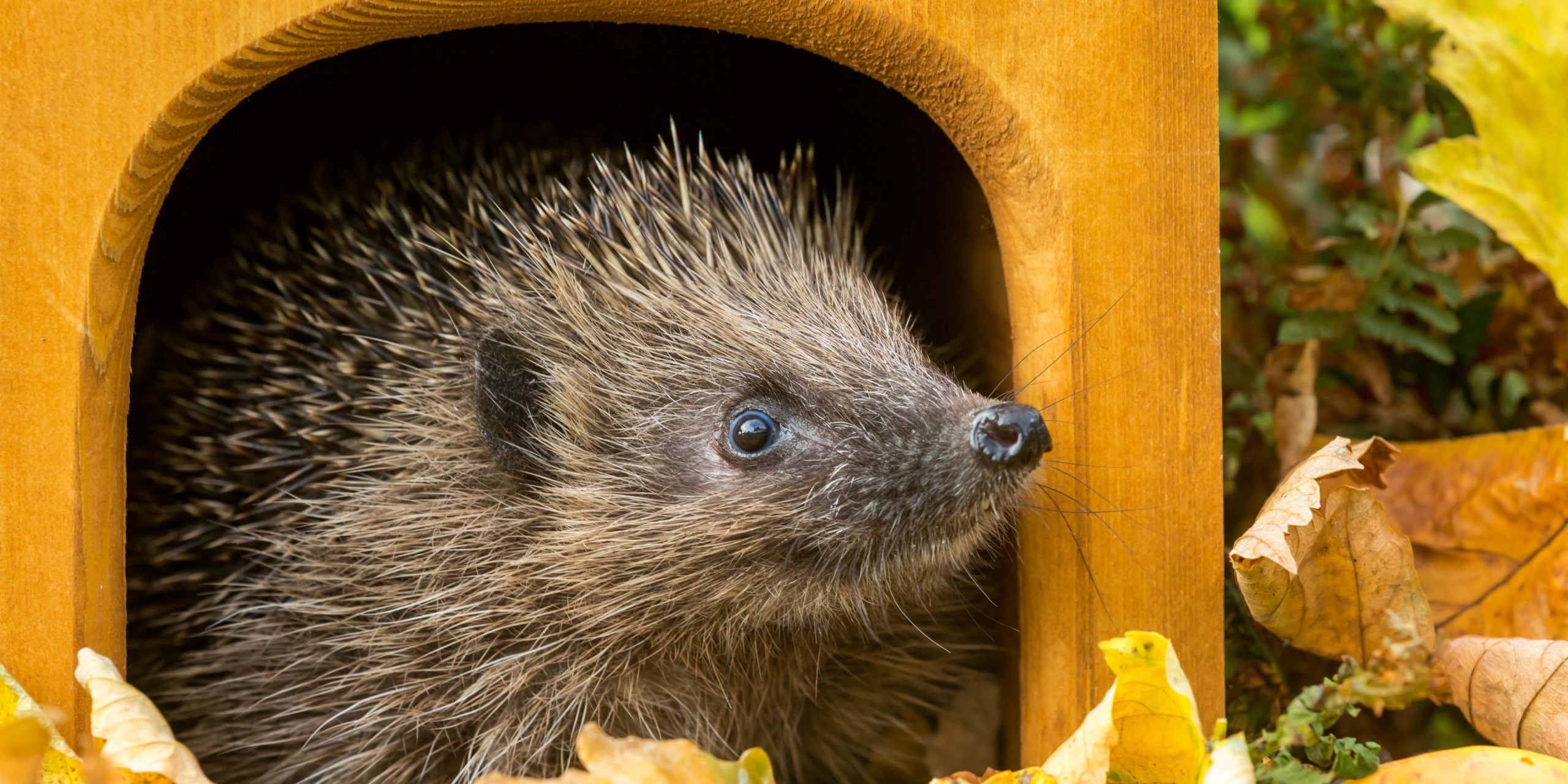 Zo verwelkom je een egel in je tuin - Flow Magazine