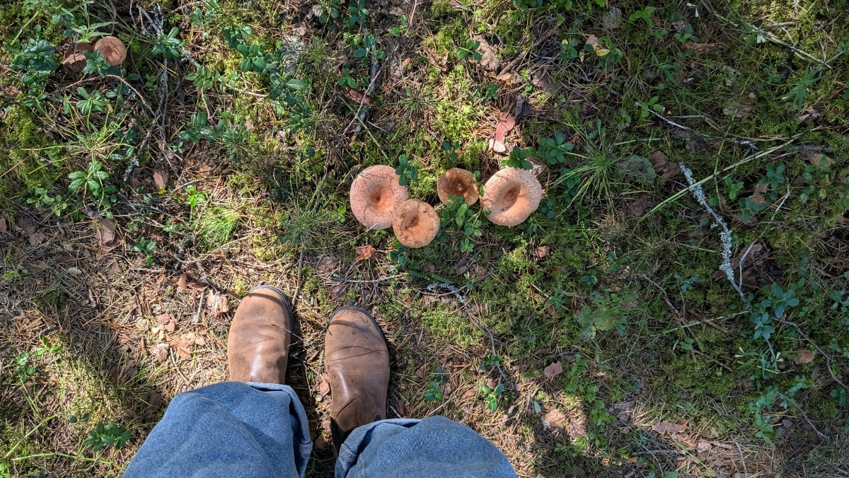 Leren (over)leven in de natuur: waarom bushcraft zo populair is